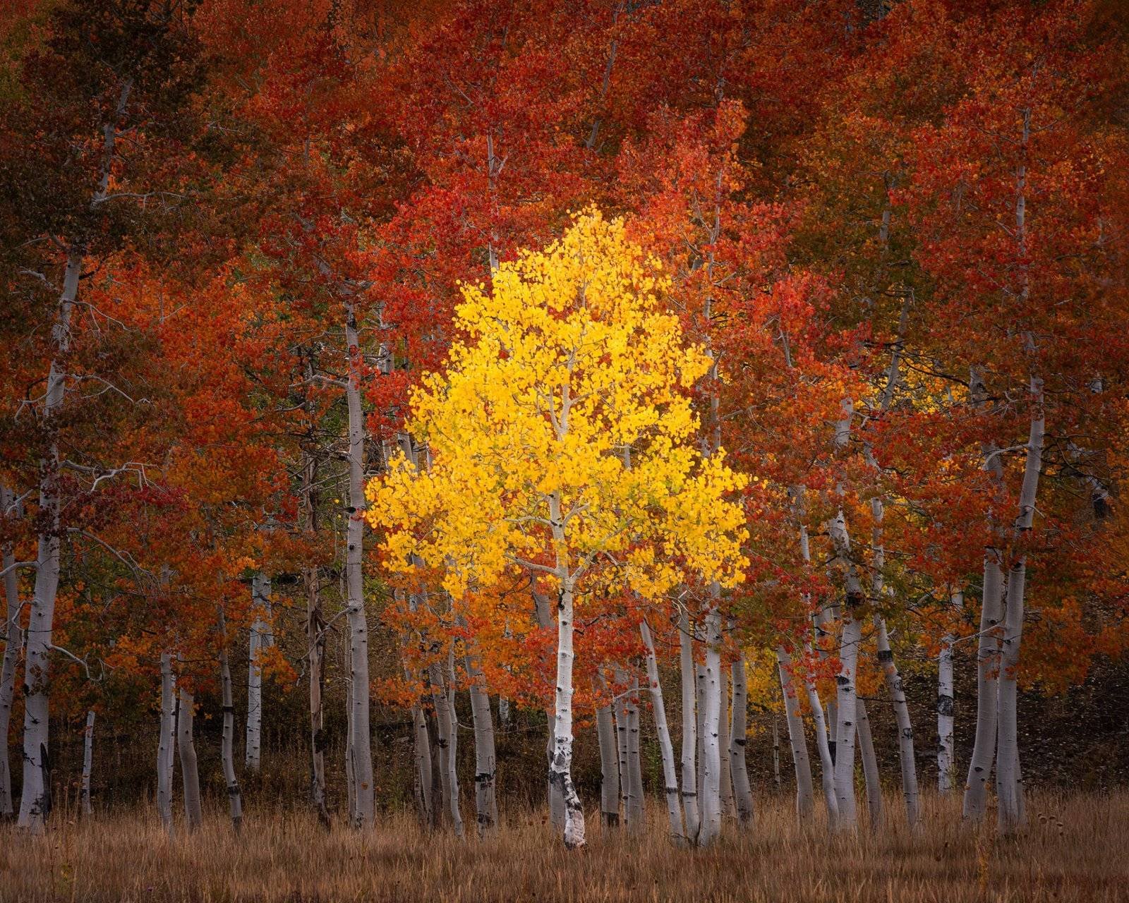 Autumn in the Wasatch - Michael Shainblum Photography